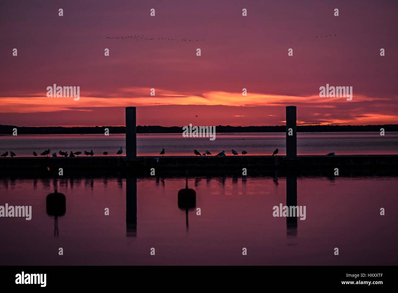 Pink sunset inmarine with a birds sitting on a jetty Stock Photo - Alamy