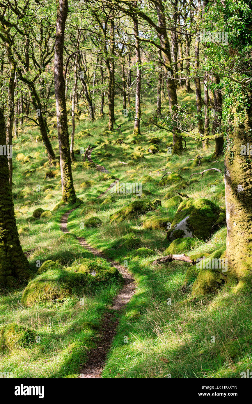 Ariundle Oakwood National Nature Reserve, Ardnamurchan, Scotland Stock ...