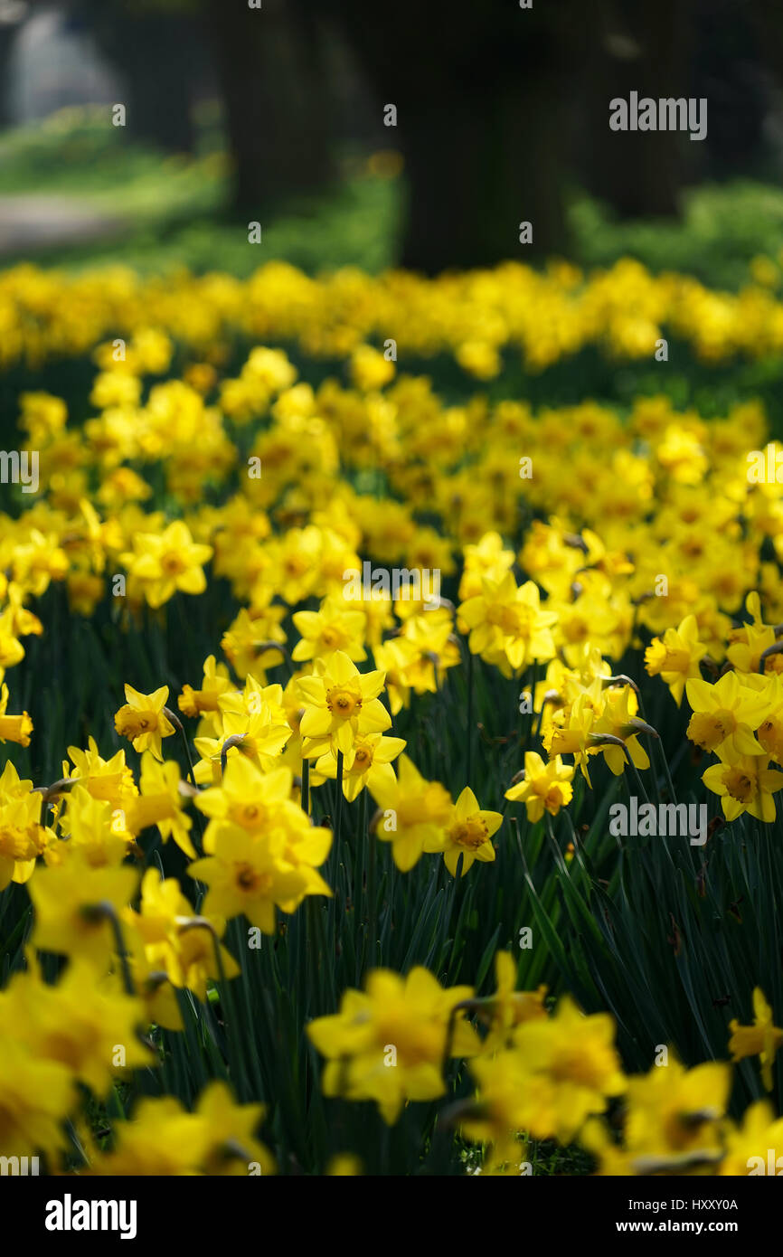 Golden daffodils hi-res stock photography and images - Alamy