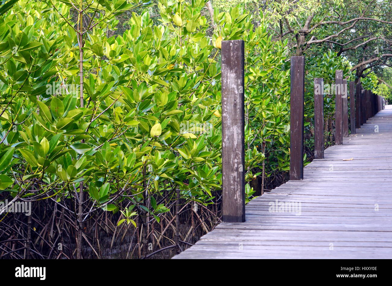 Mangrove forest in tropical coastal. Mangroves are salt tolerant trees ...