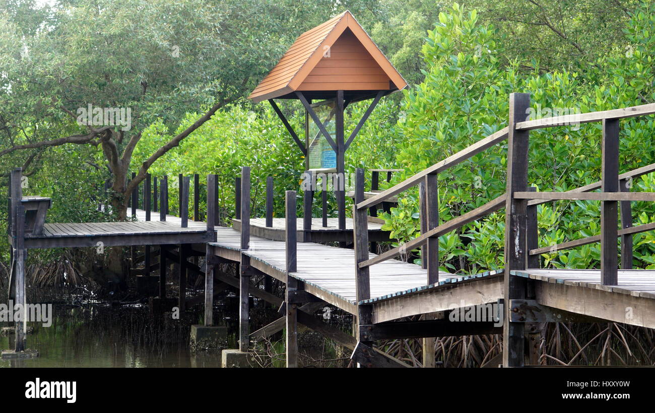 Mangrove forest in tropical coastal. Mangroves are salt tolerant trees ...