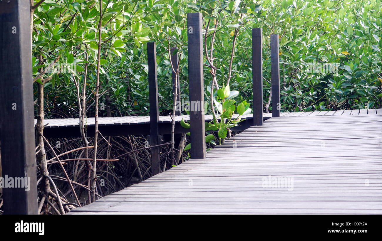 Mangrove forest in tropical coastal. Mangroves are salt tolerant trees ...