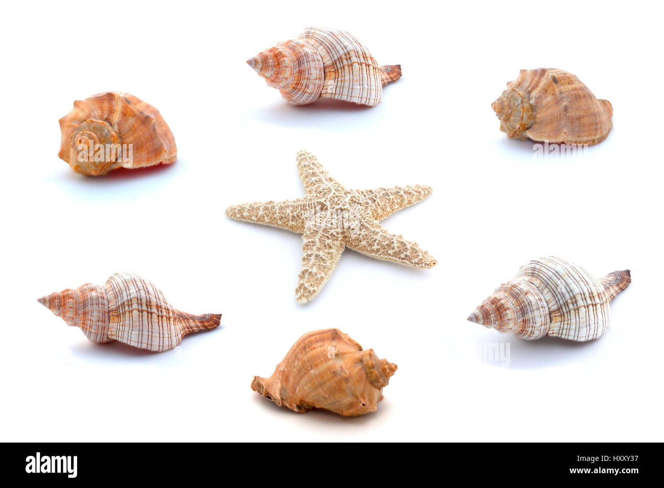 Collage of seashells and starfish isolated on white background Stock ...