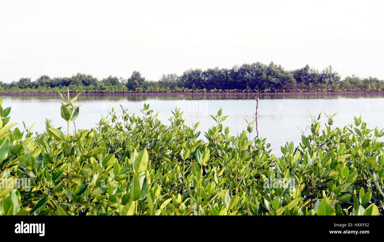 Mangrove forest in tropical coastal. Mangroves are salt tolerant trees ...