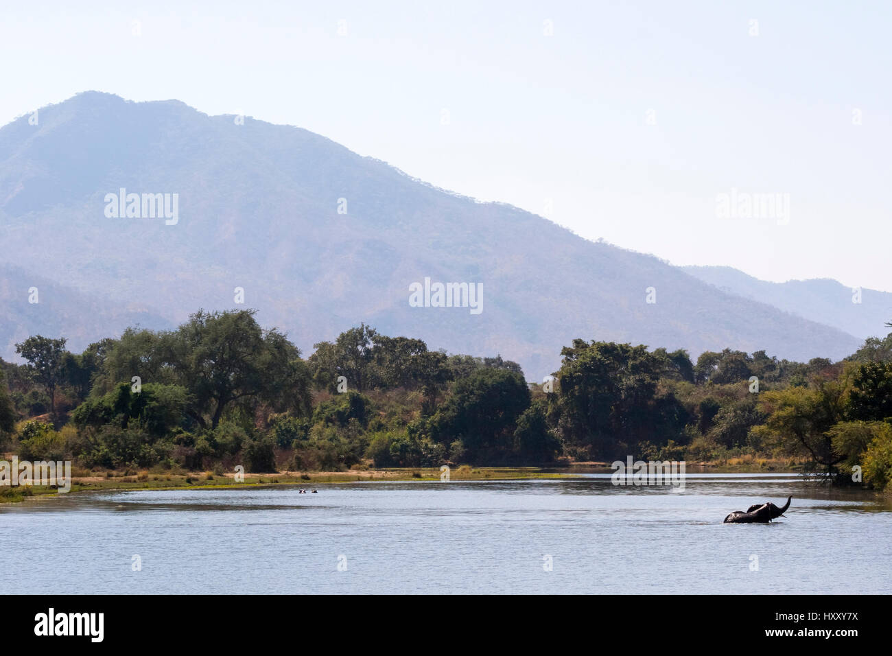 African bush ele hi-res stock photography and images - Alamy