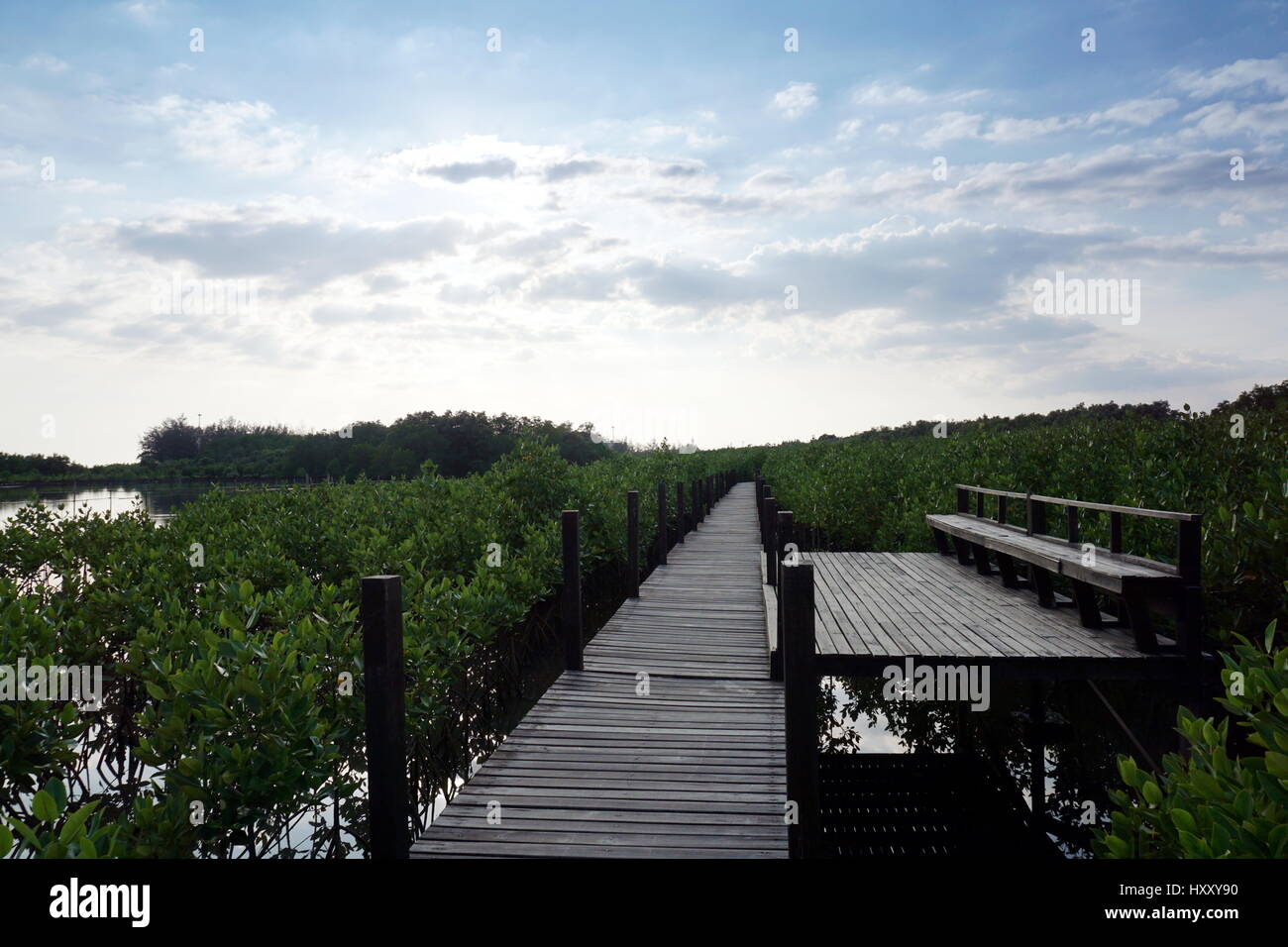 Mangrove forest in tropical coastal. Mangroves are salt tolerant trees ...