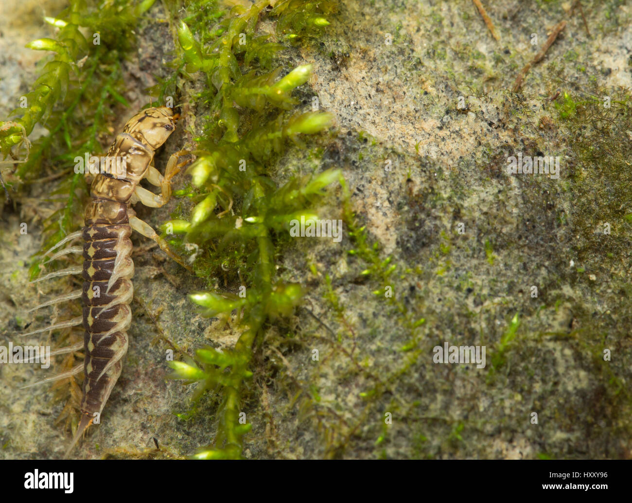 Megaloptera Stock Photos & Megaloptera Stock Images - Alamy