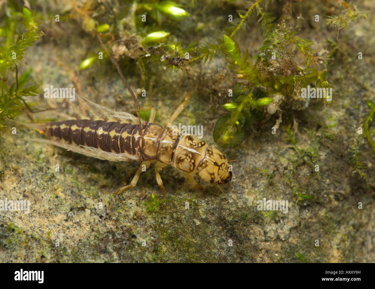 Alderfly Larvae