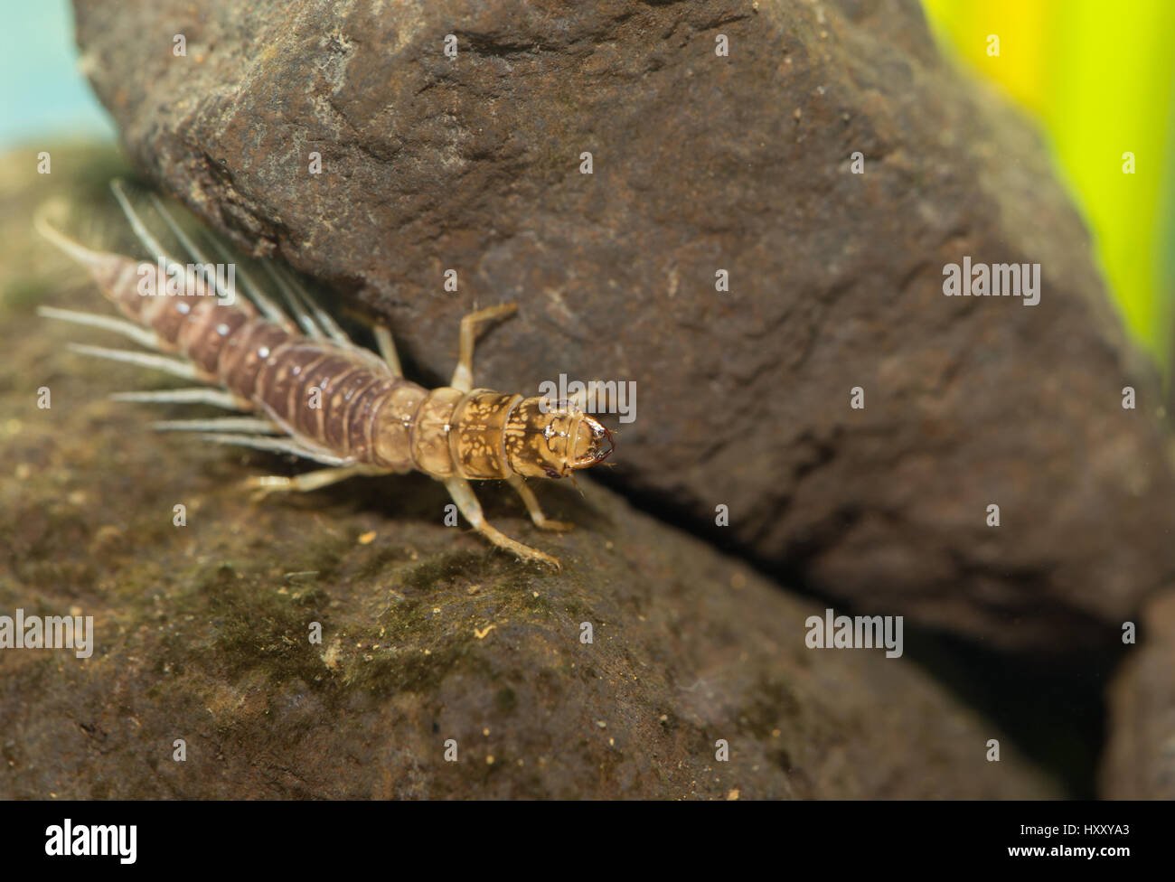 Alderfly Larvae