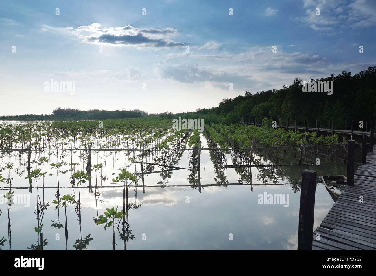 Mangrove forest in tropical coastal. Mangroves are salt tolerant trees ...