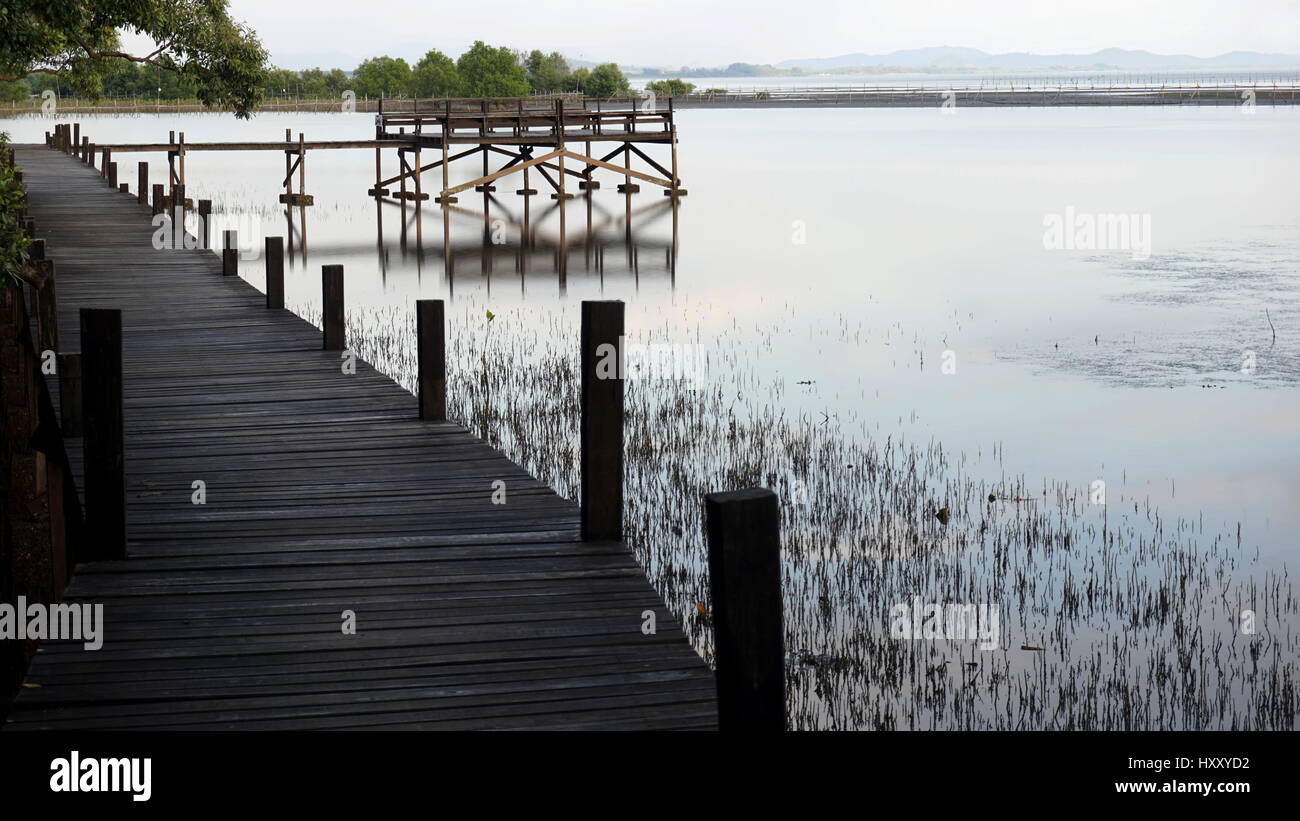 Mangrove forest in tropical coastal. Mangroves are salt tolerant trees ...