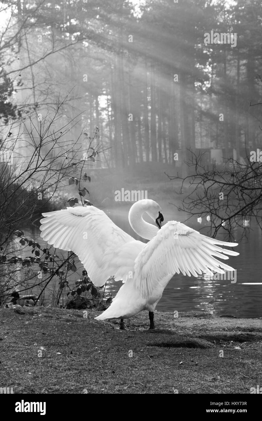 swan with wings out Stock Photo - Alamy