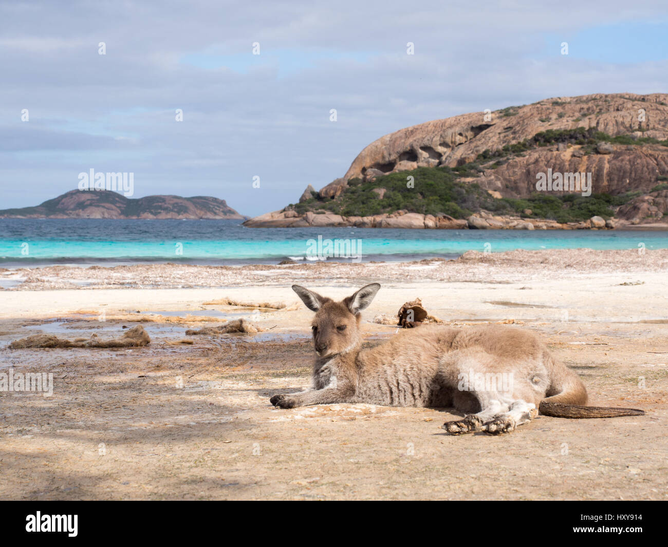 Kangaroo on beach in Lucky Bay, Cape Le Grand National Park, Western ...