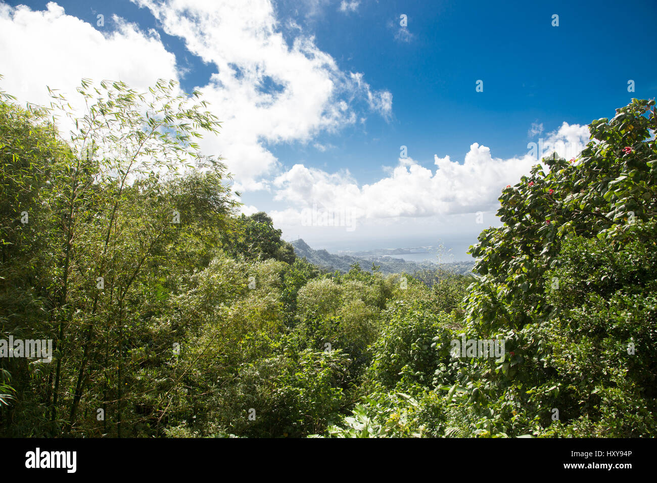 View down lush tropical hillside into Caribbean bay Stock Photo - Alamy