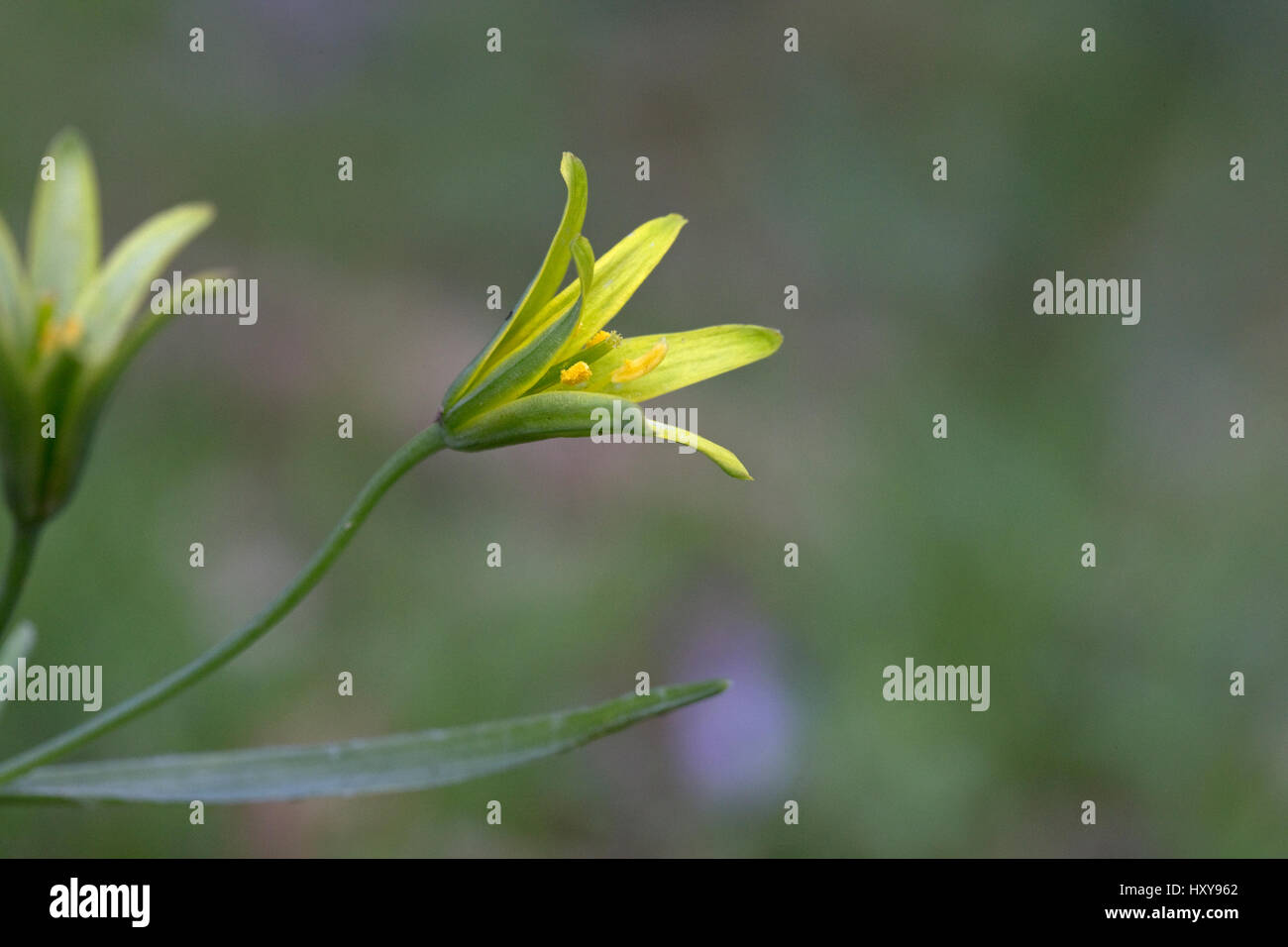 Yellow Star-of-Bethlehem (Gagea lutes Stock Photo - Alamy