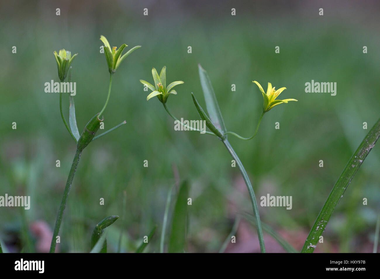 Lutes Stock Photos & Lutes Stock Images - Alamy
