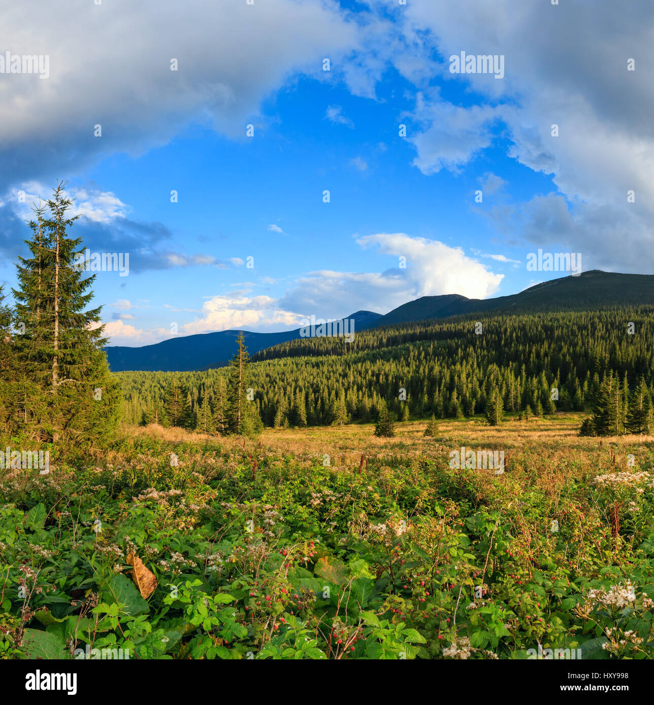 Bushes wild raspberries with red sweet berries (in front) and evening ...