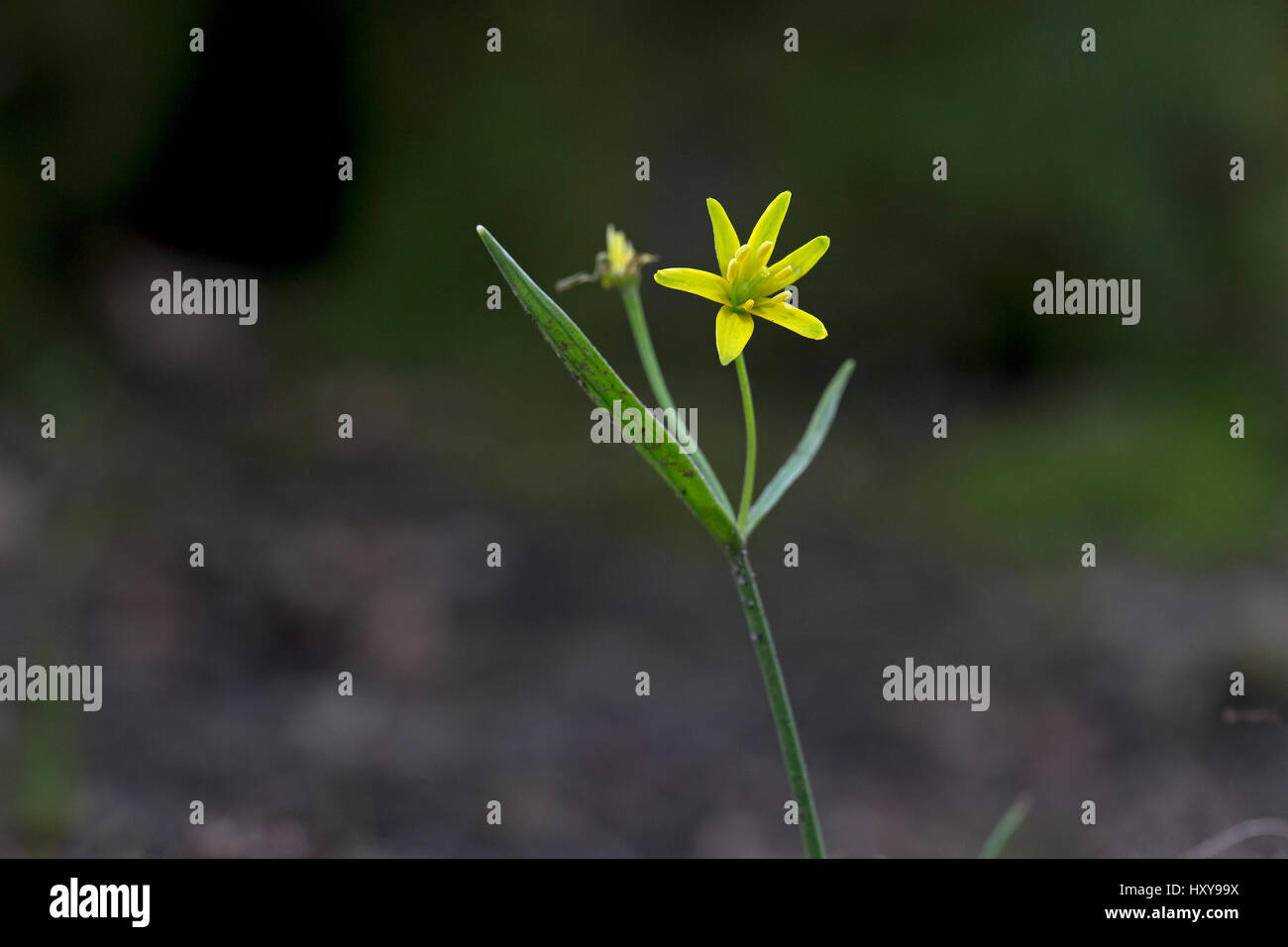 Yellow Star-of-Bethlehem (Gagea lutes Stock Photo - Alamy