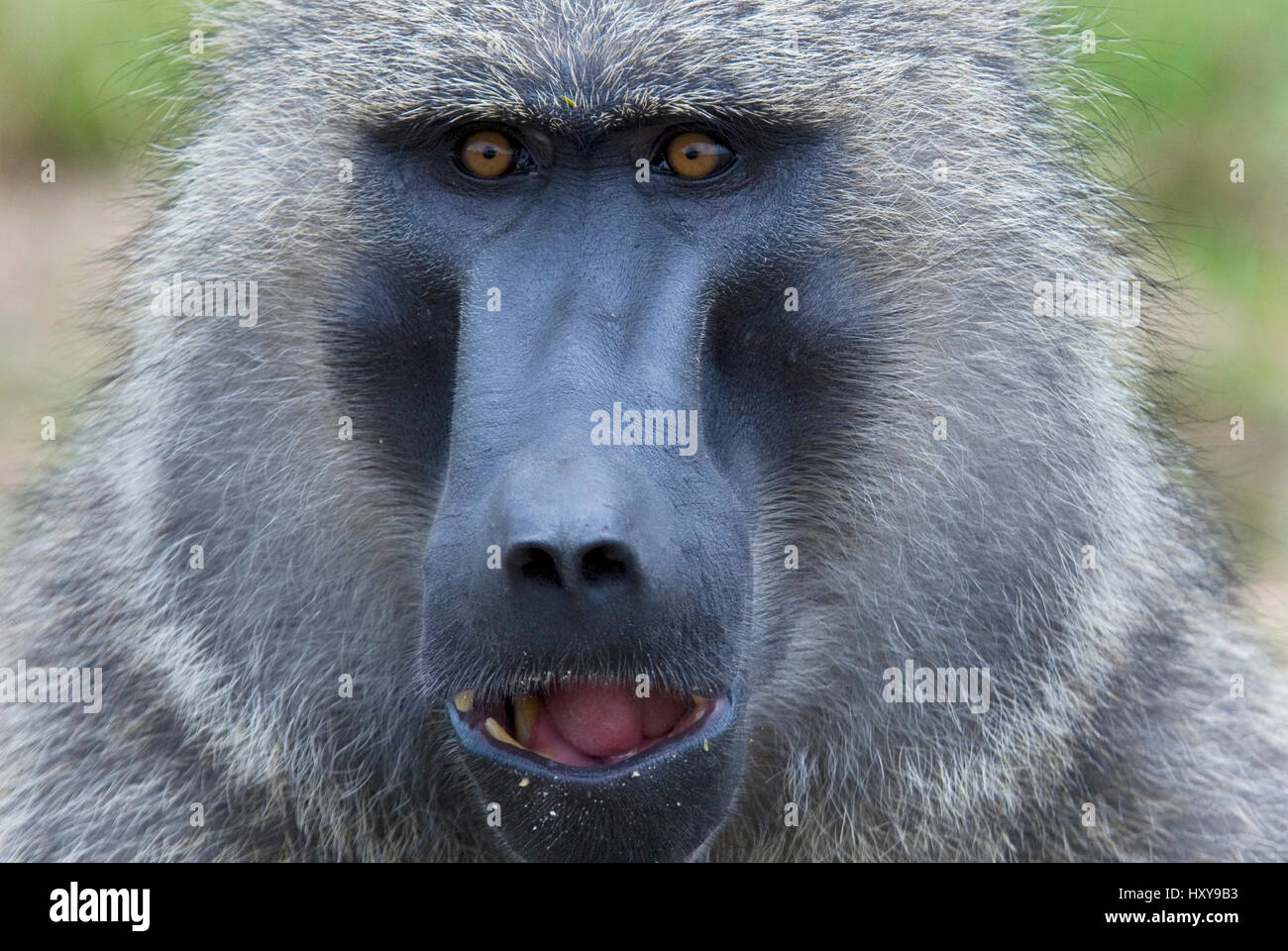 Papio doguera hi-res stock photography and images - Alamy
