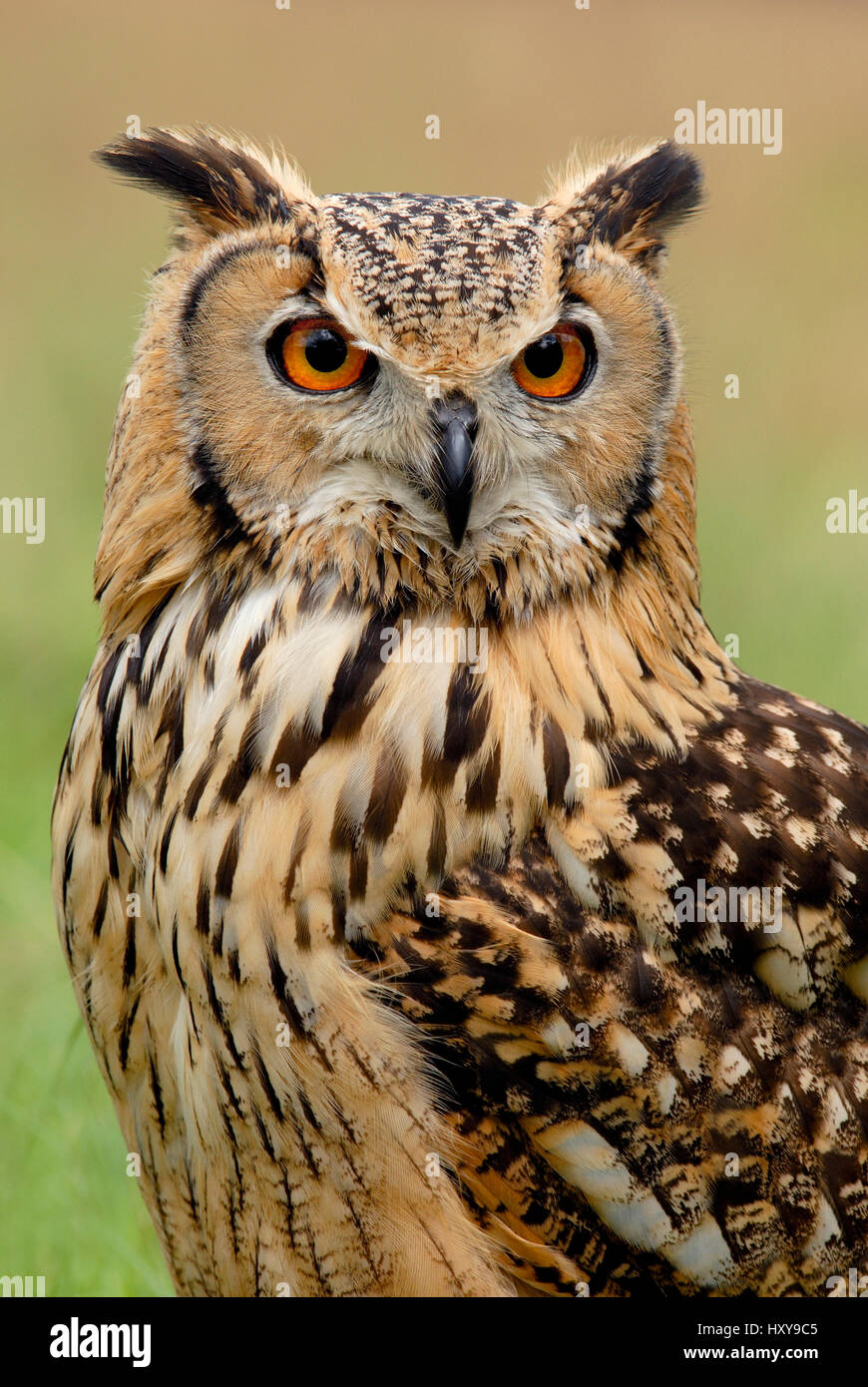 Indian eagle owl (Bubo bengalensis) portrait, captive, from India Stock Photo - Alamy