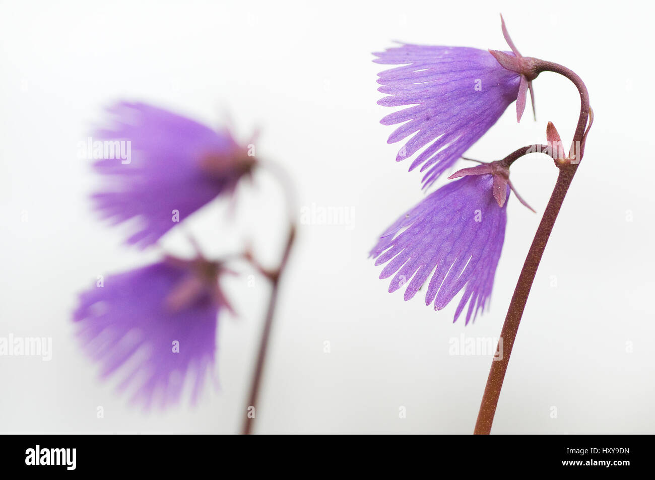 Soldanella alpina hi-res stock photography and images - Alamy