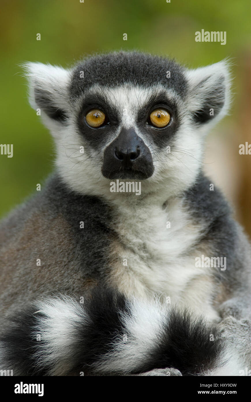 Ring-tailed Lemur portrait (Lemur catta), captive, Netherlands Stock ...