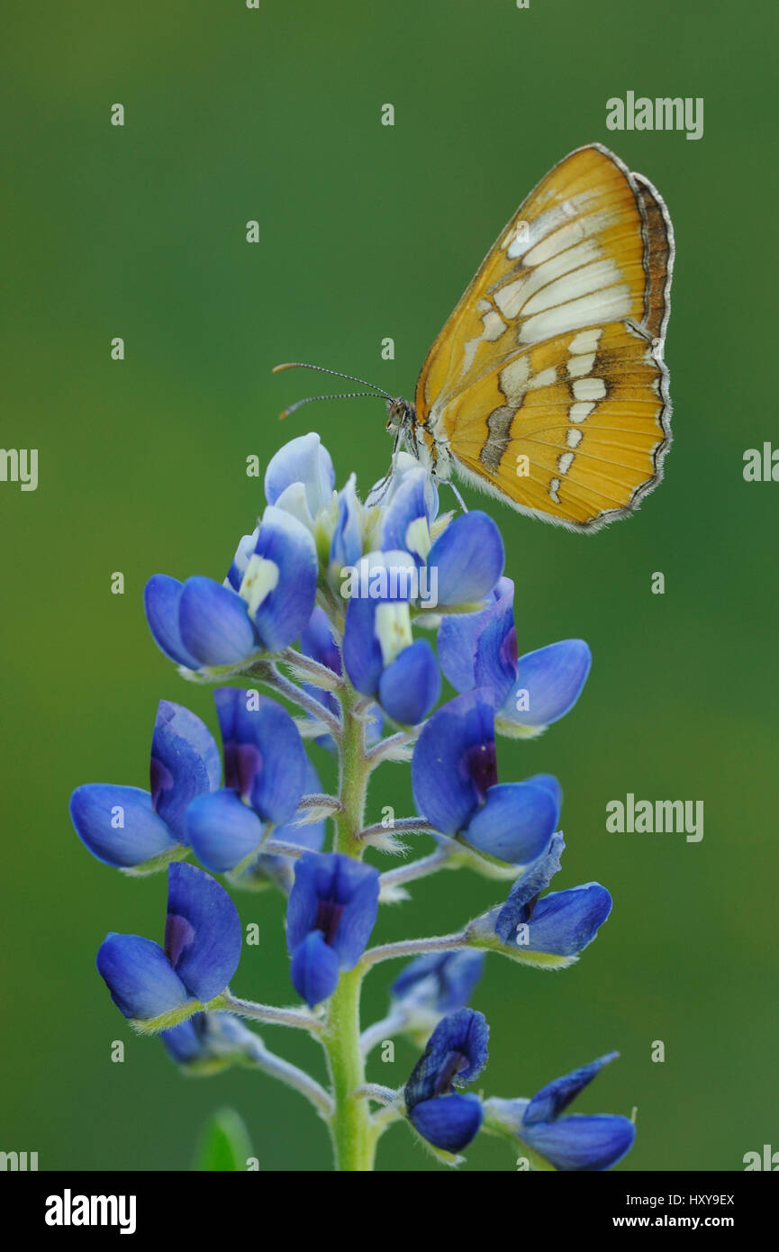 Common mestra butterfly (Mestra amymone) at rest on flowering Texas ...