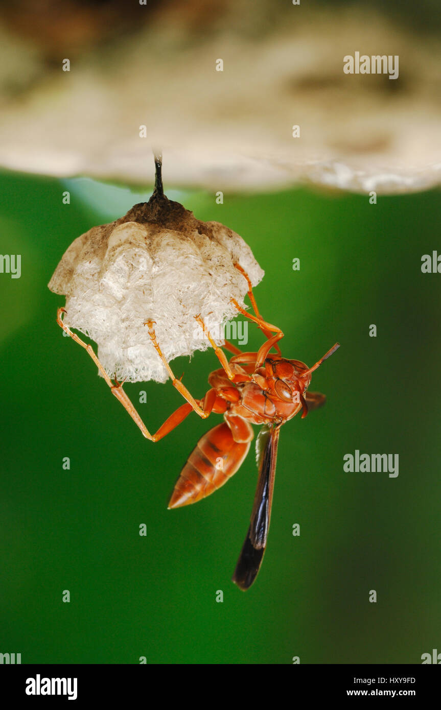 Close up of Paper Wasp (Polistes sp.) on nest, Fennessey Ranch, Refugio ...