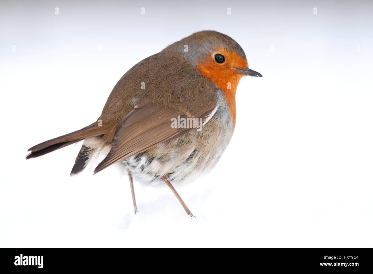 Robin bird uk hi-res stock photography and images - Alamy