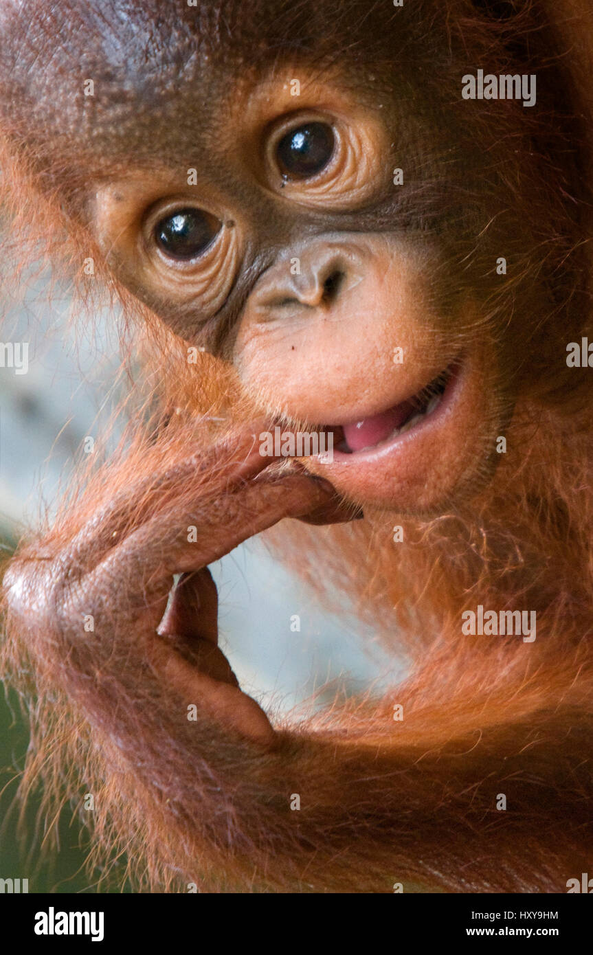 Orang utan baby (Pongo pygmaeus) head portrait, with fingers in mouth ...