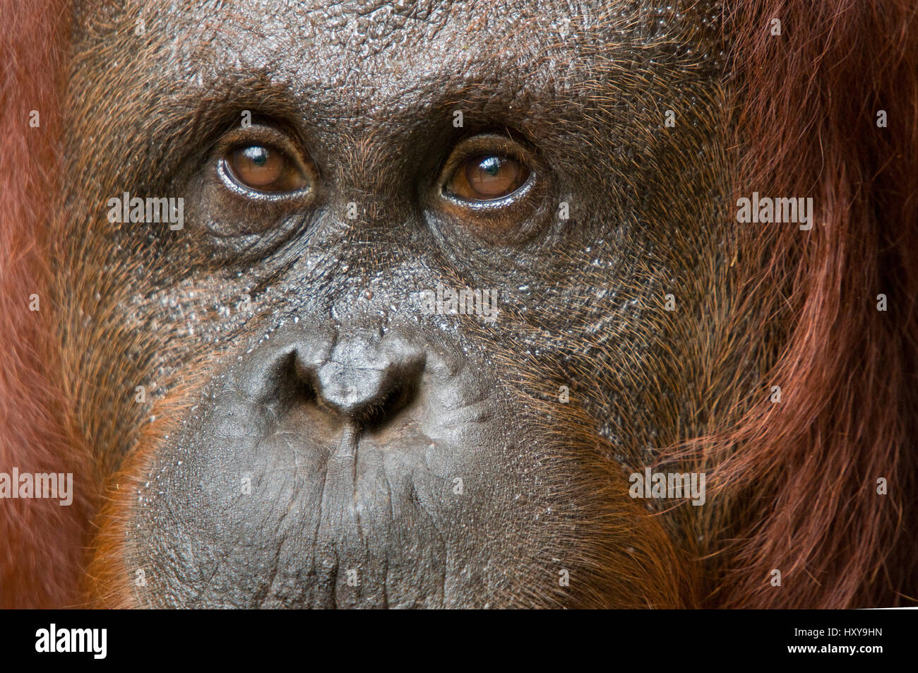 Orang utan (Pongo pygmaeus) head portrait of female, Semenggoh Nature ...