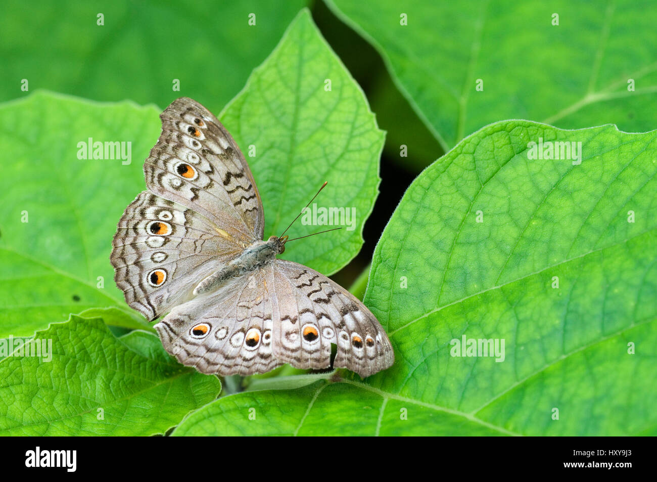 Grey pansy butterfly (Junonia atlites) at rest with wings open Stock ...