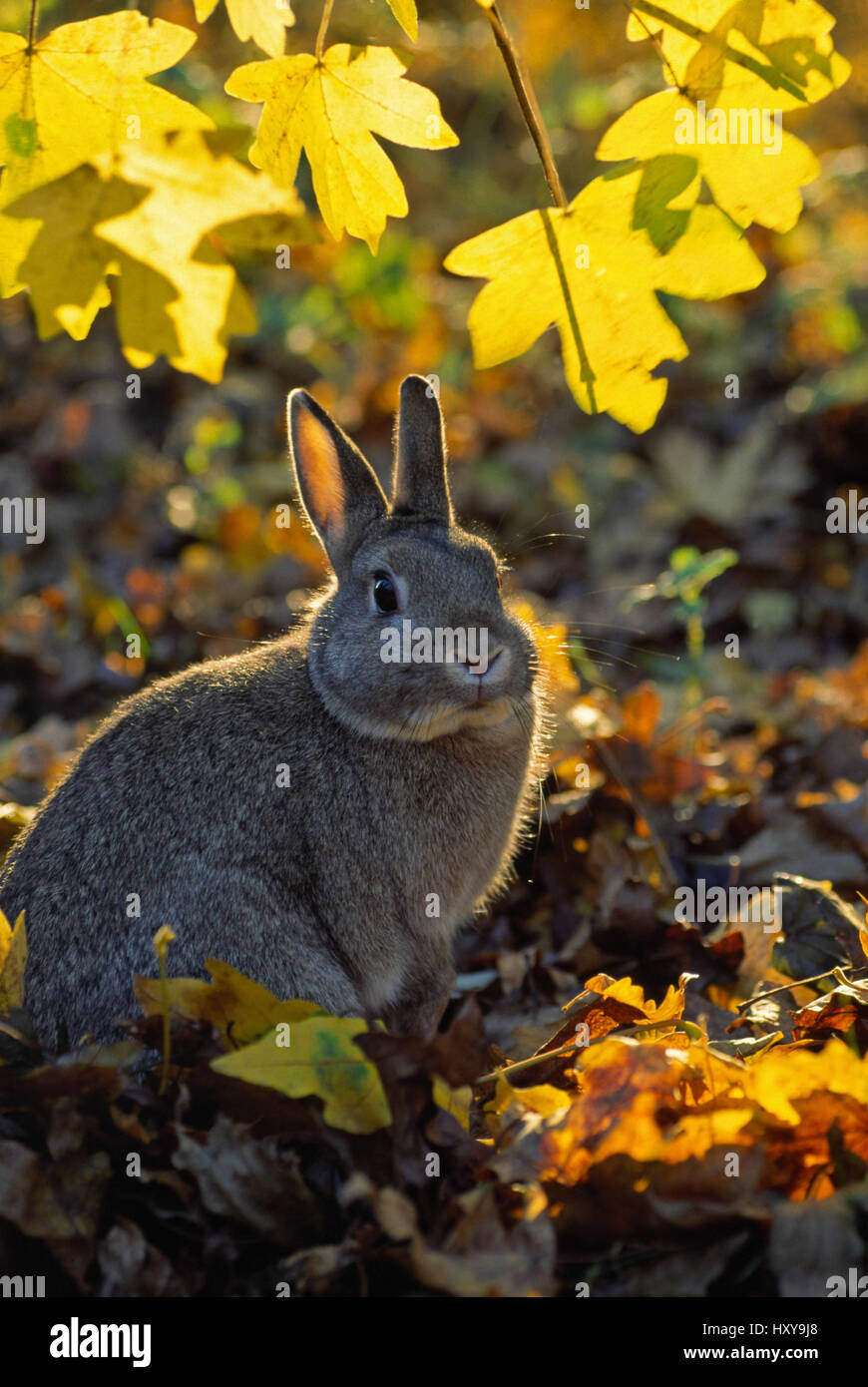 European Rabbit (Oryctolagus cuniculus) in woodland. The Netherlands ...