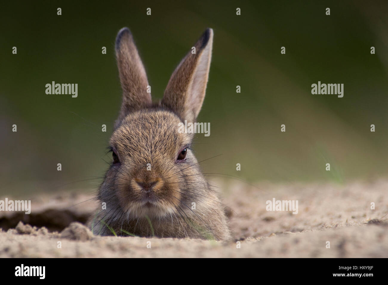 European Rabbit (Oryctolagus cuniculus) emerging from burrow in warren ...