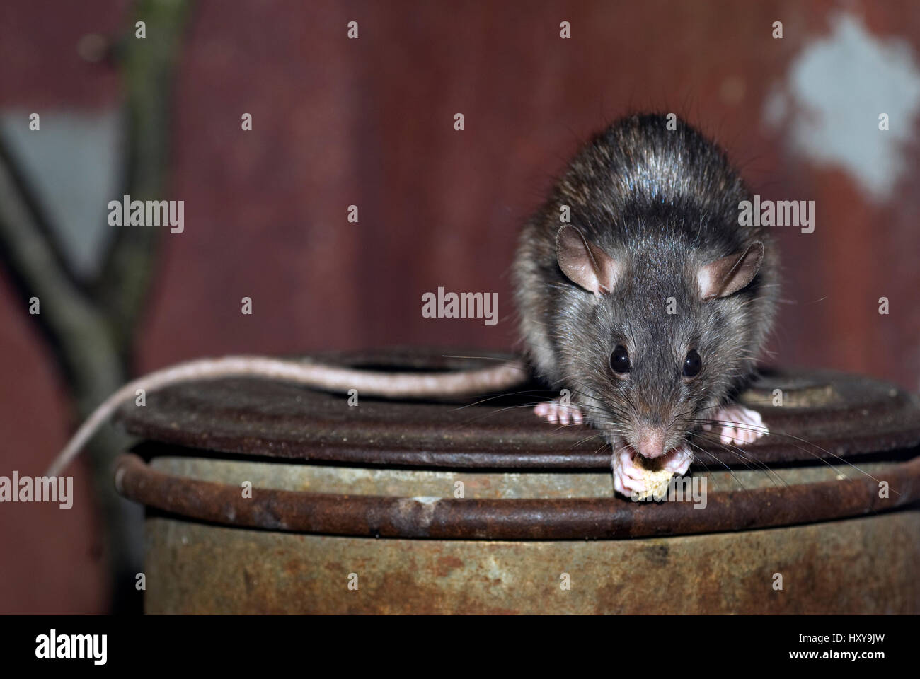 Black Rat (Rattus rattus) feeding in domestic environment. Captive. The ...