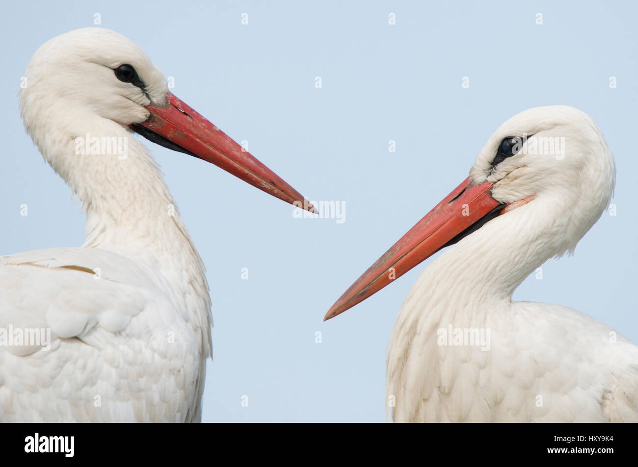 Stork bird birds netherlands holland hi-res stock photography and ...
