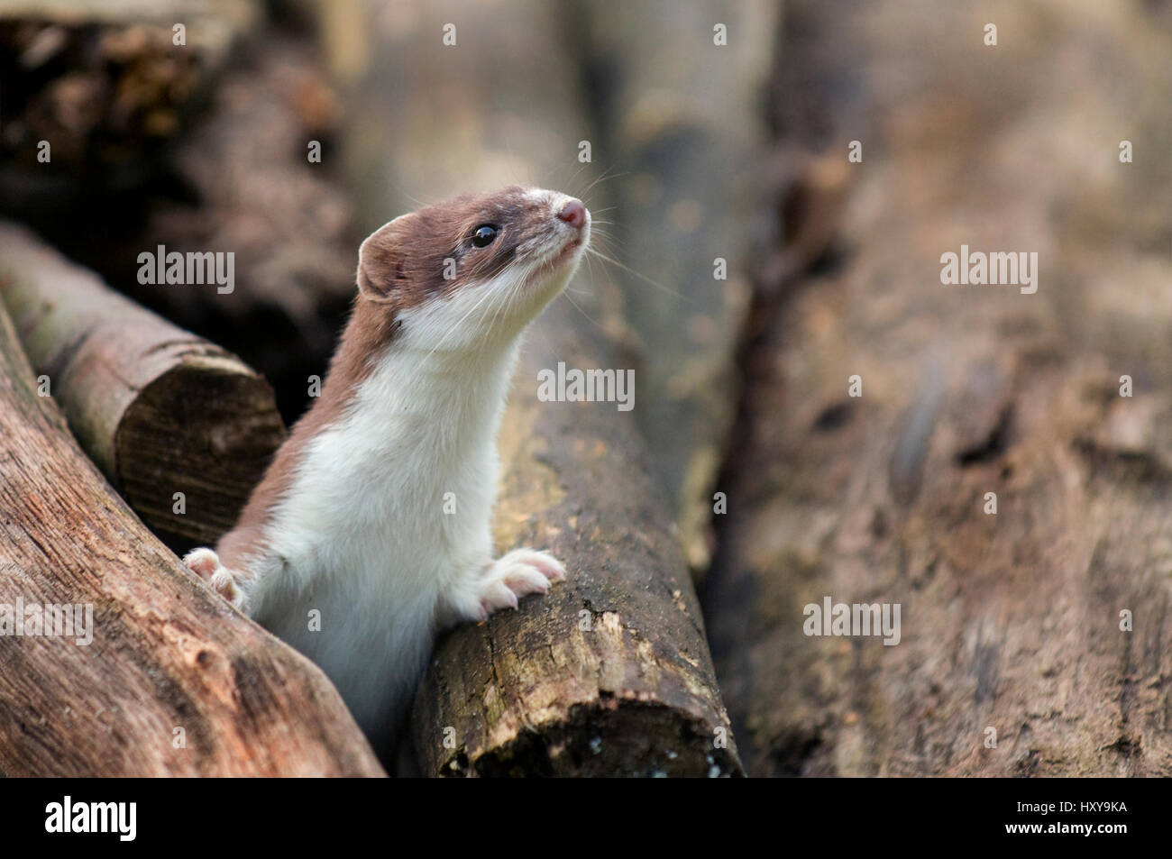 Stoats ermine hi-res stock photography and images - Alamy