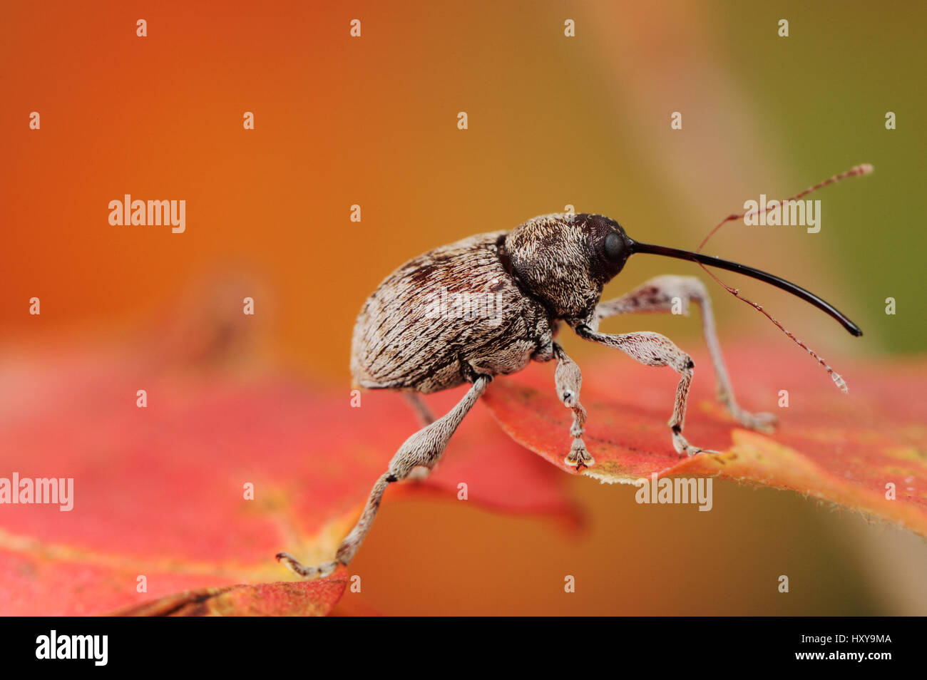 Weevils true weevils hi-res stock photography and images - Alamy
