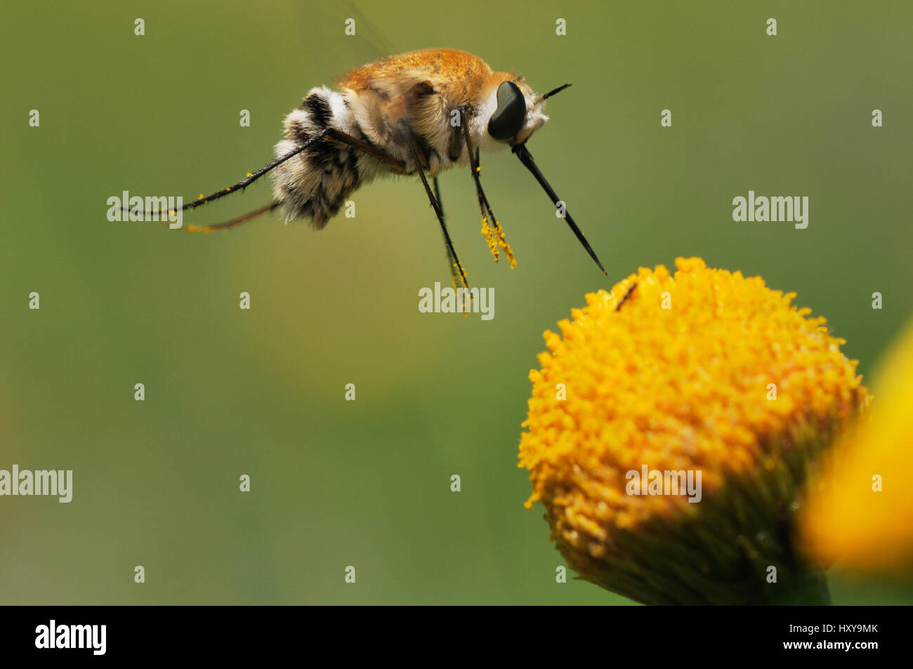 Feeding on flying insects hi-res stock photography and images - Alamy