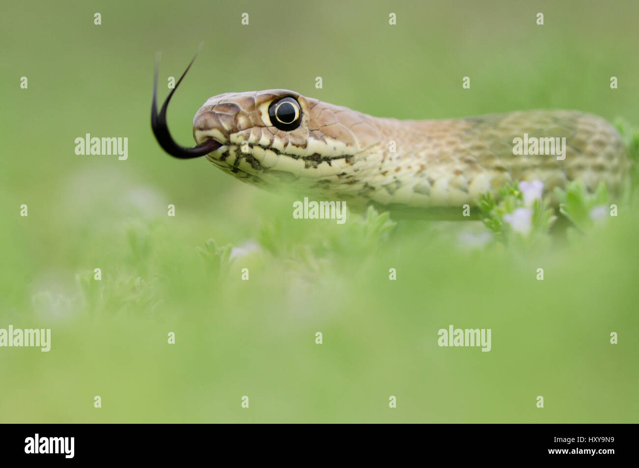 Western whip snakes hi-res stock photography and images - Alamy