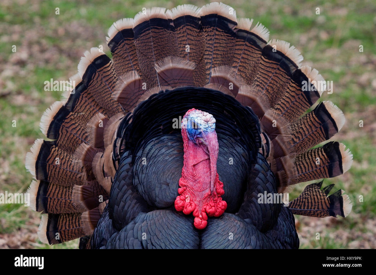 Male wild turkey hi-res stock photography and images - Alamy