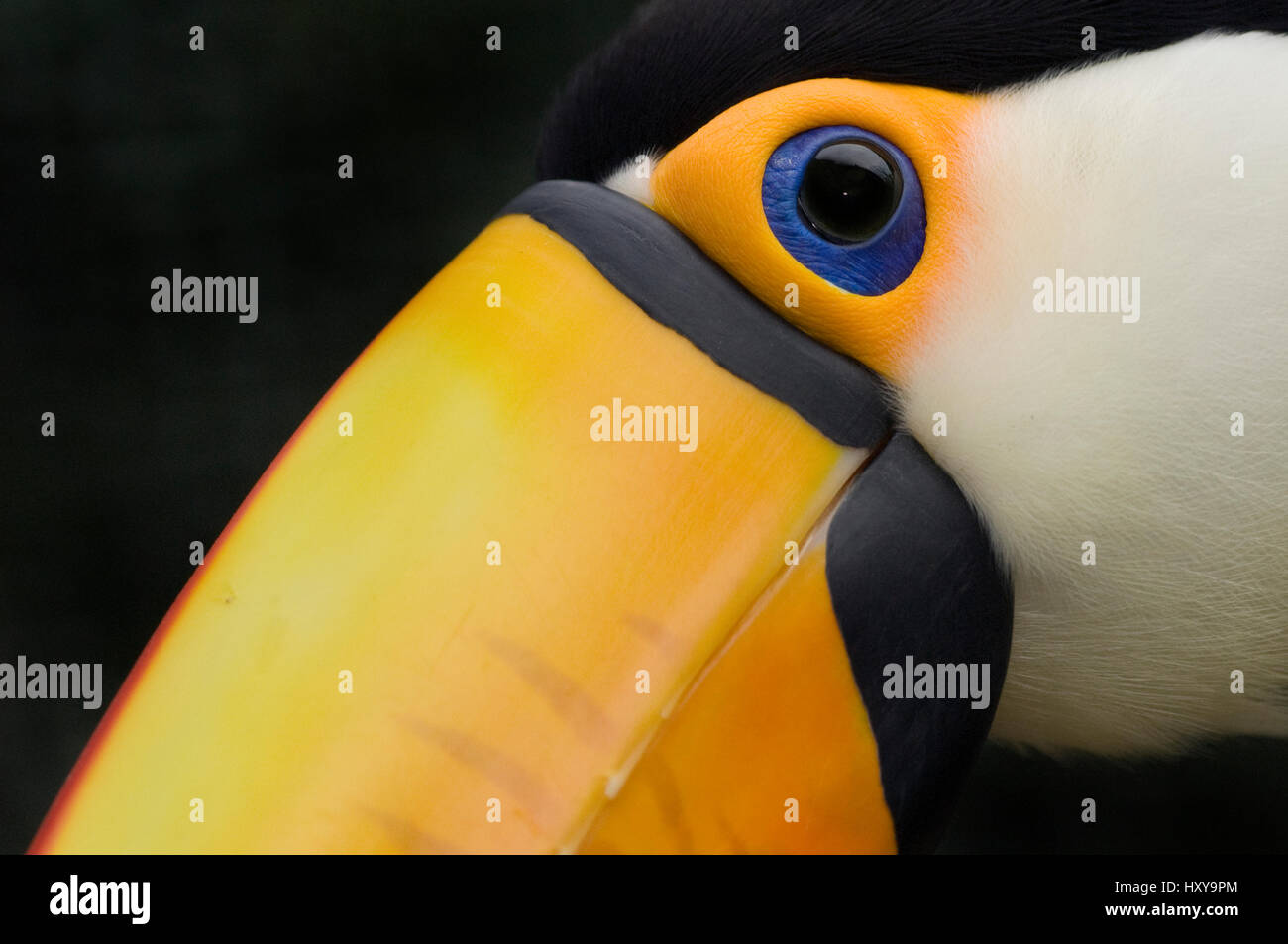 Toco toucan (Ramphastos toco) head close-up, captive Stock Photo - Alamy