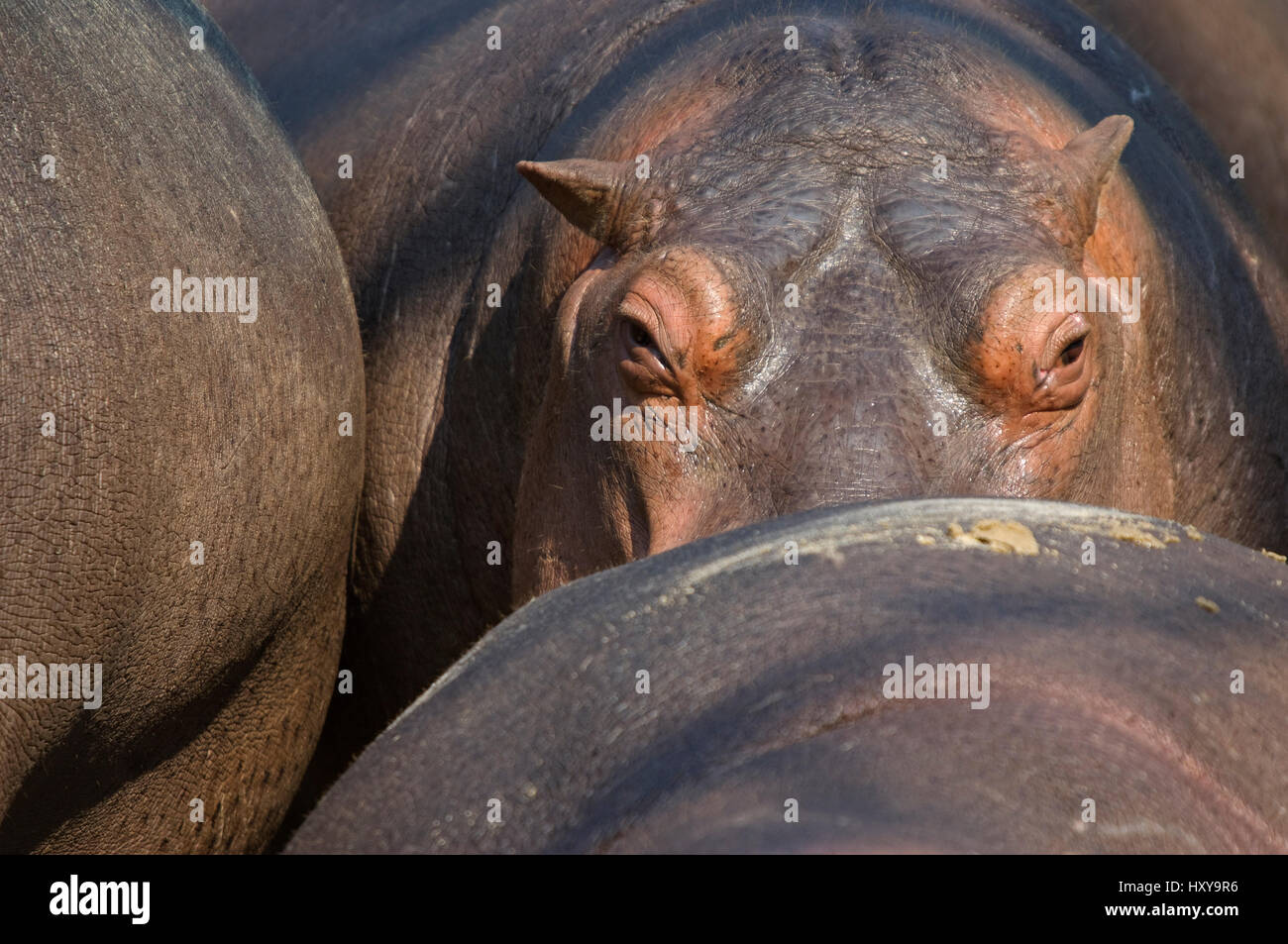 Hippopotamus (Hippopotamus amphibius) captive Stock Photo - Alamy
