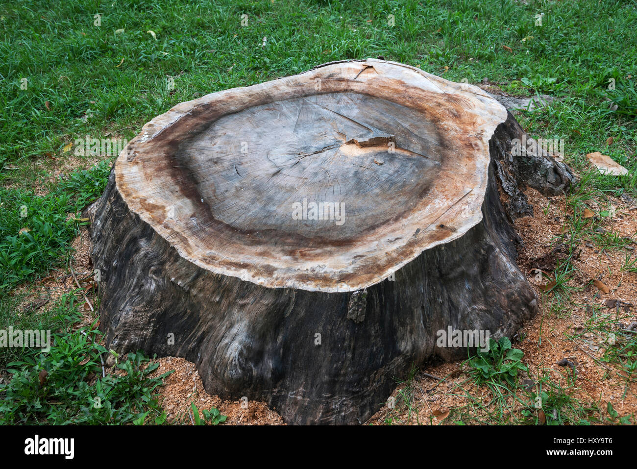 Tree stump Stock Photo - Alamy