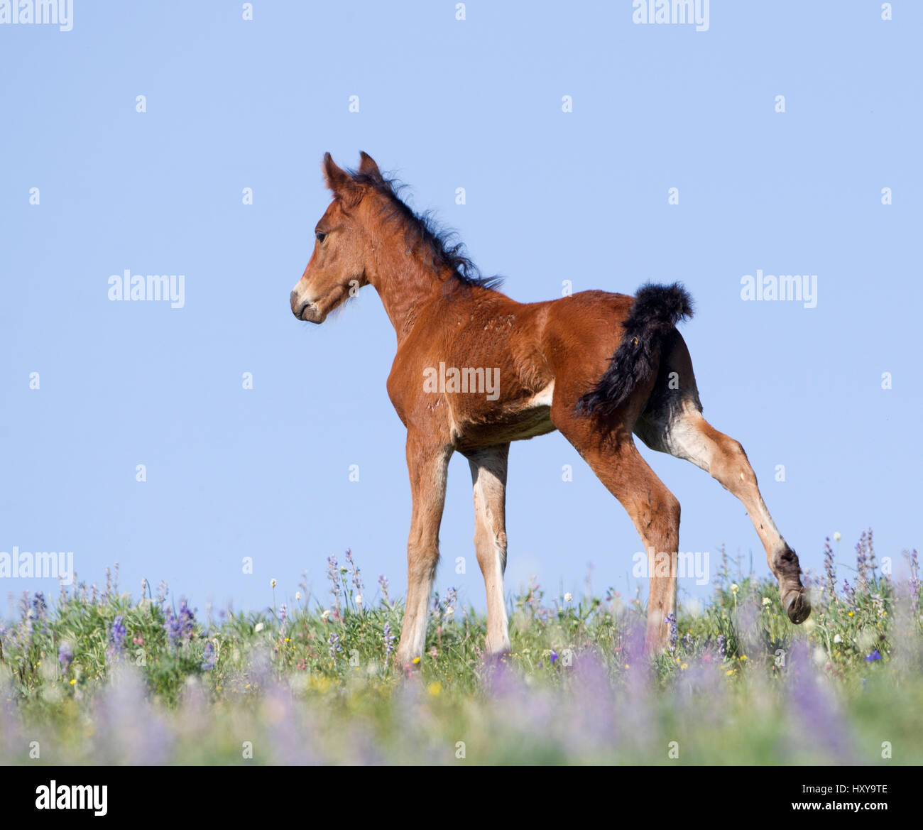 Wild horse / Mustang, foal standing amongst wild flowers, stretching ...