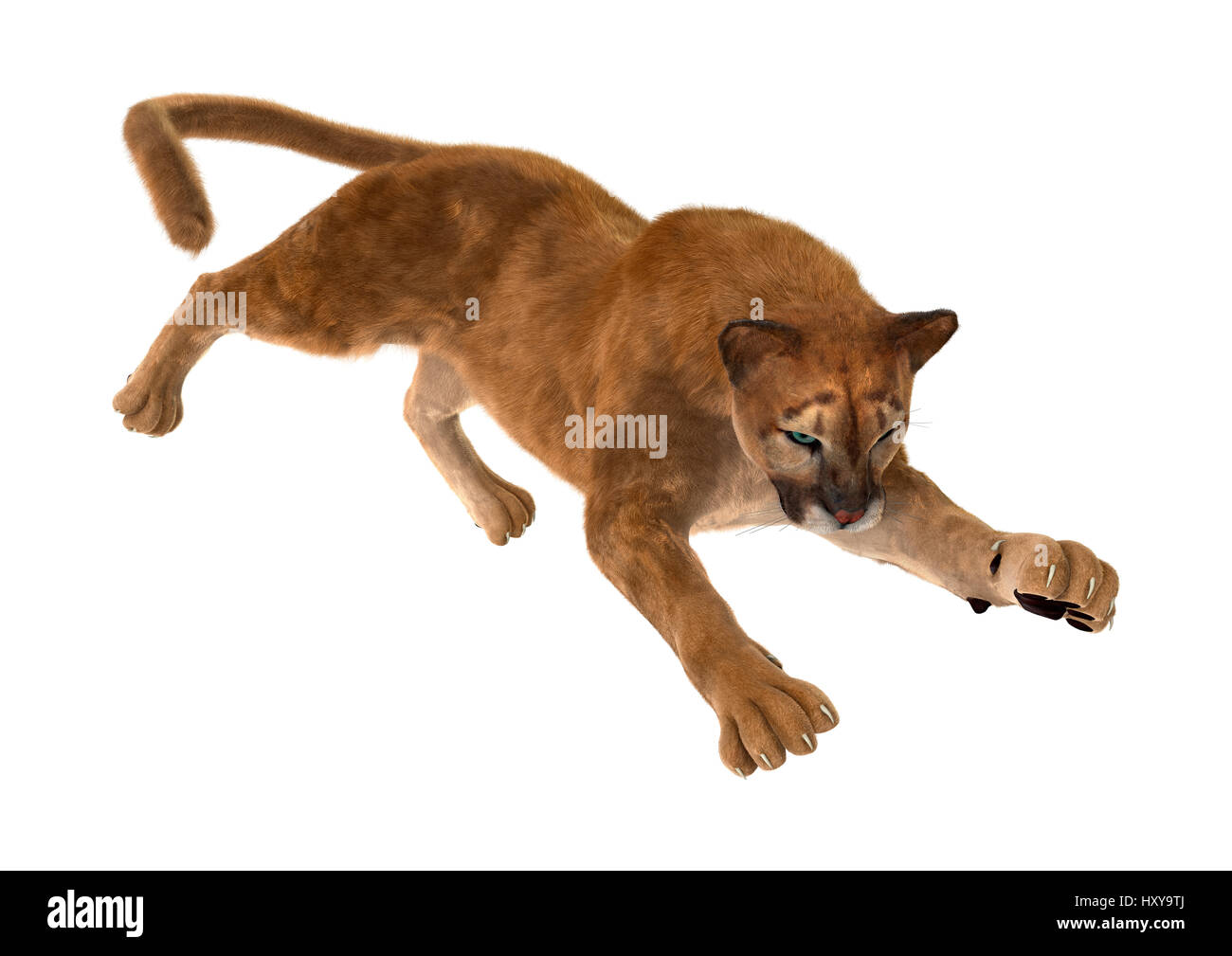 3D rendering of a big cat puma isolated on white background Stock Photo ...