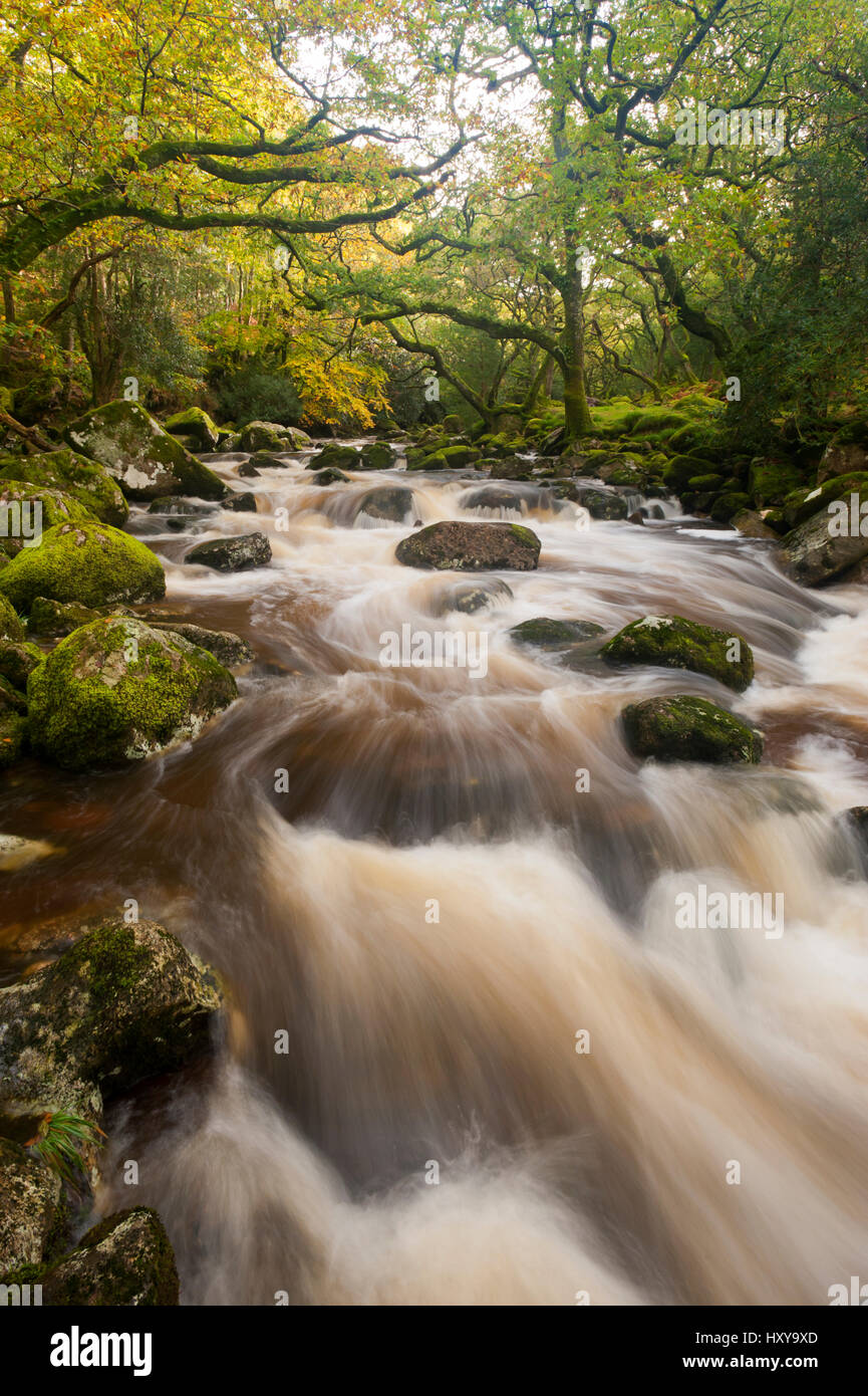 River Plym flowing fast through Dewerstone Wood, Shaugh Prior, Dartmoor ...