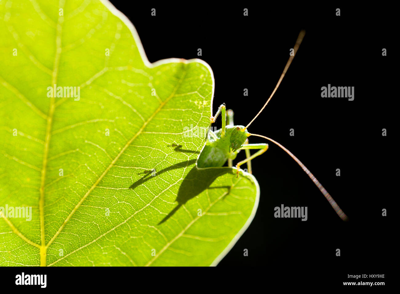 Speckled bush cricket (Leptophyes punctatissima) resting on backlit oak ...
