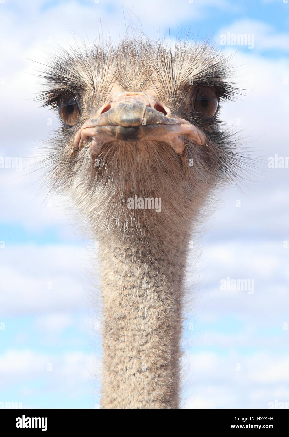 Ostrich feathers production hi-res stock photography and images - Alamy