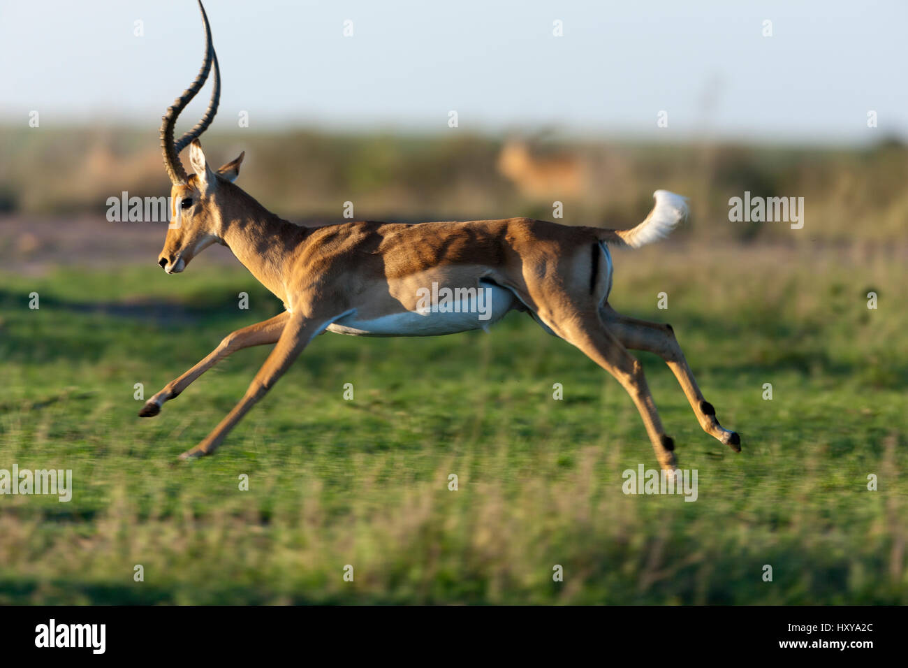 Leaping impala hi-res stock photography and images - Alamy
